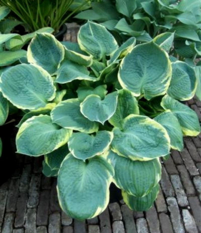 Funkia ‘Pizzazz’ (Hosta) - Roslinowo.pl