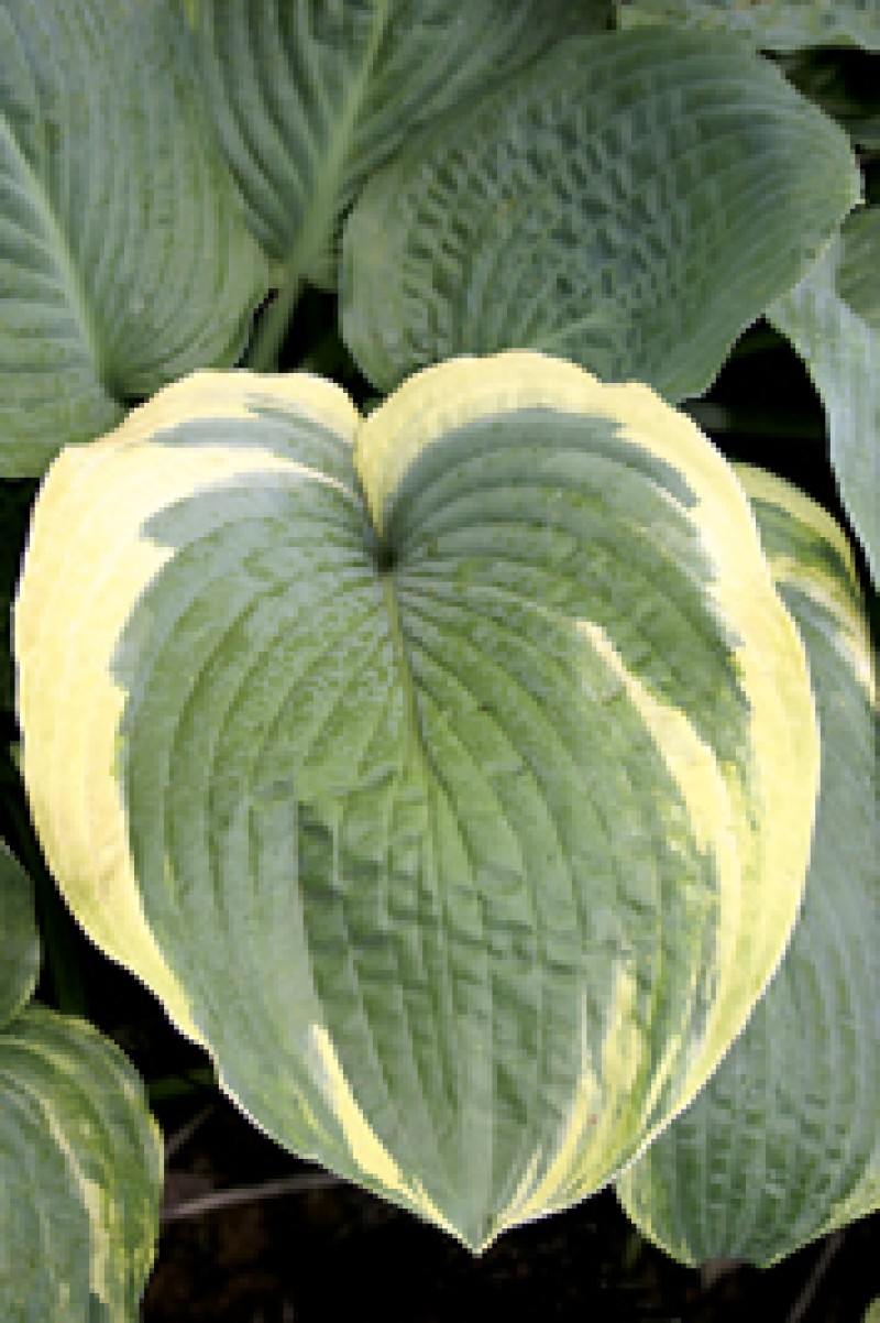 Funkia ‘Snow Cap’ (Hosta) - Roslinowo.pl