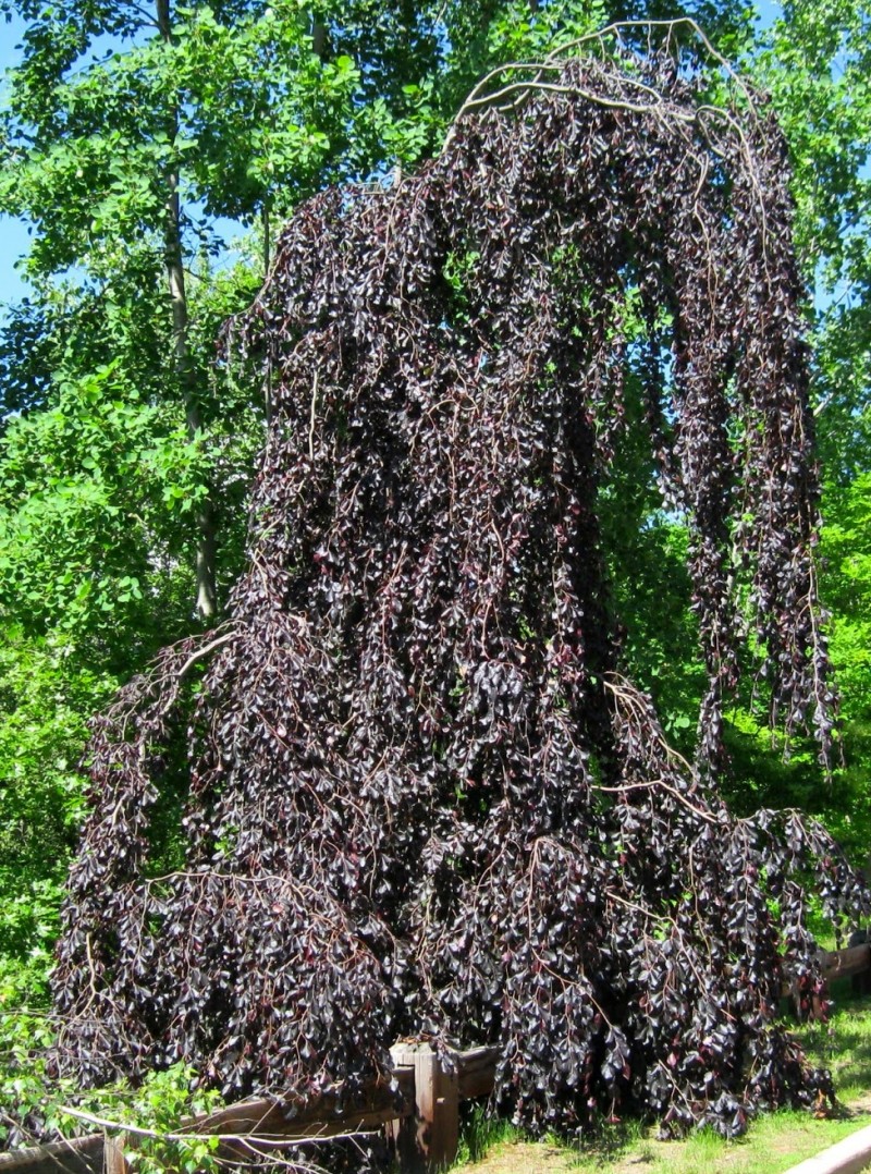 Buk pospolity 'Purpurea Pendula' DUŻE SADZONKI Pa140-220 cm, obwód pnia ...