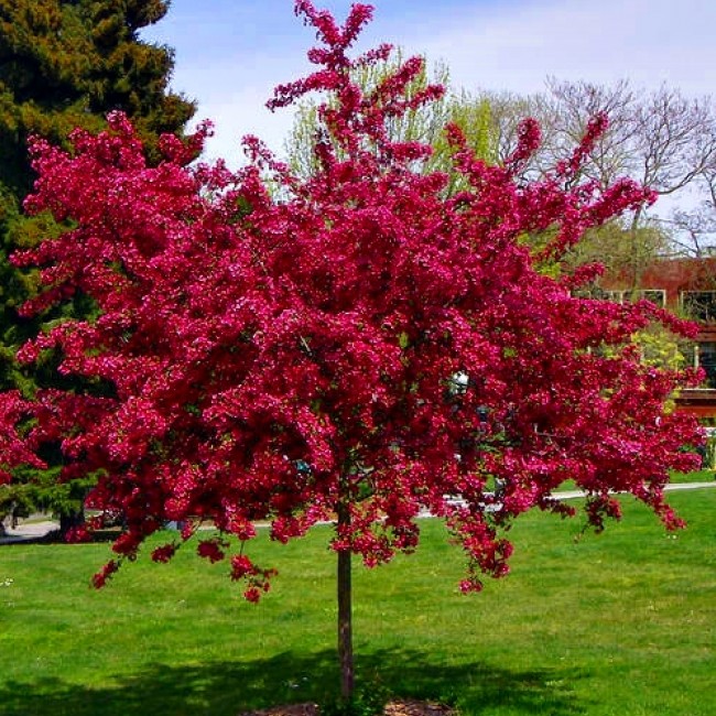 Głóg pośredni 'Paul's Scarlet' DUŻE SADZONKI 200-250 cm, obwód pnia 8 ...