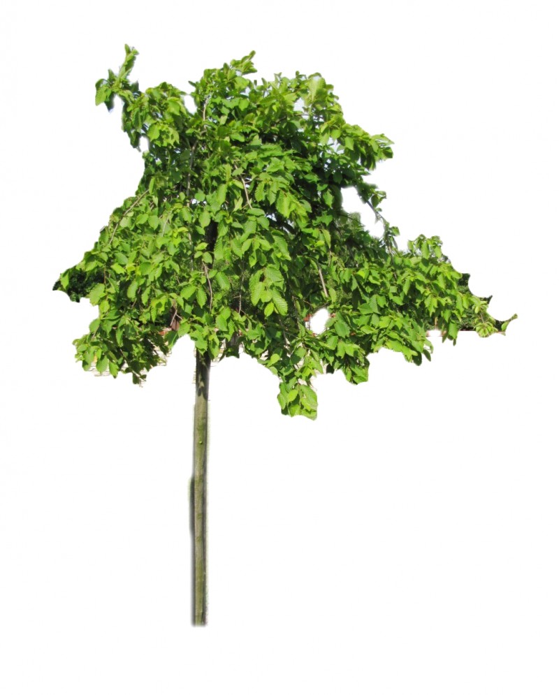 Grab pospolity 'Pendula' DUŻE SADZONKI Pa 160-220 cm, obwód pnia 8-10 ...
